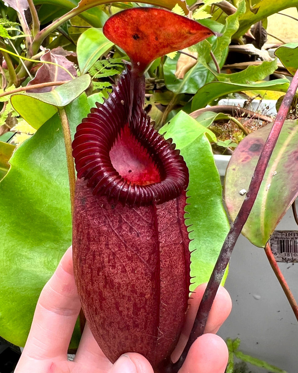 Nepenthes Rajah X Edwardsiana seedgrown – Plants That Eat
