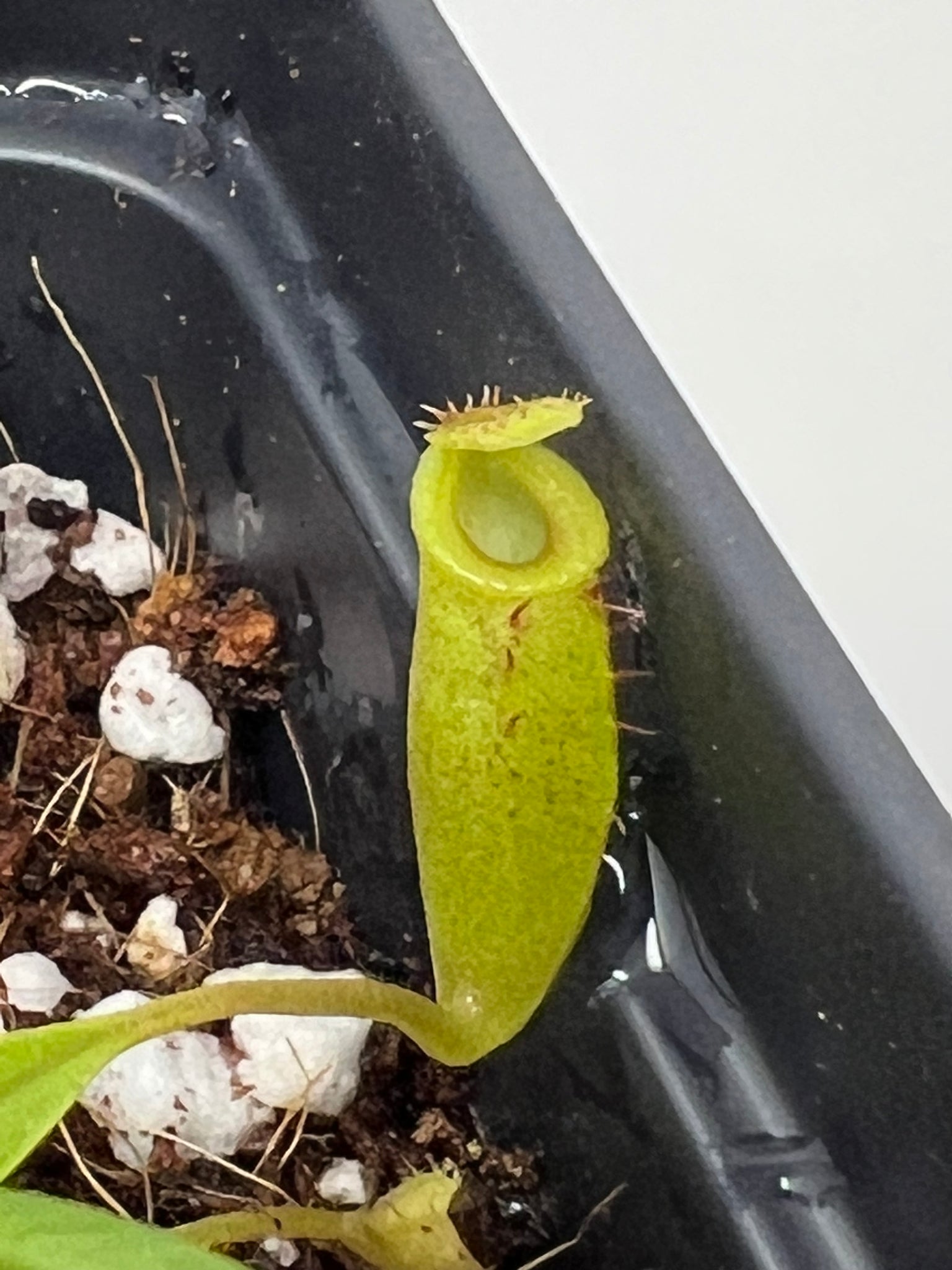 Nepenthes Jamban PTE-016 – Plants That Eat