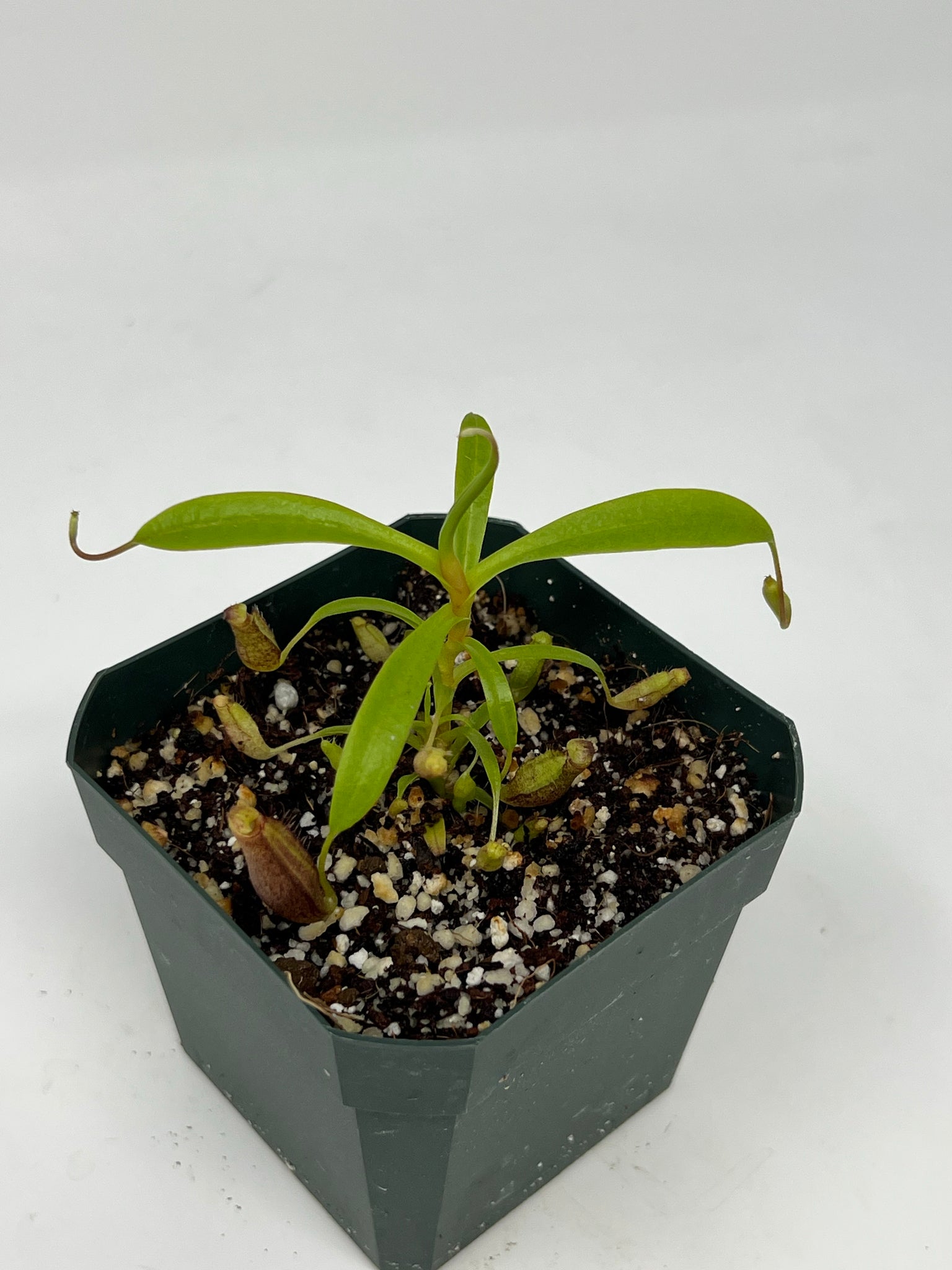 Nepenthes Jamban PTE-016 – Plants That Eat