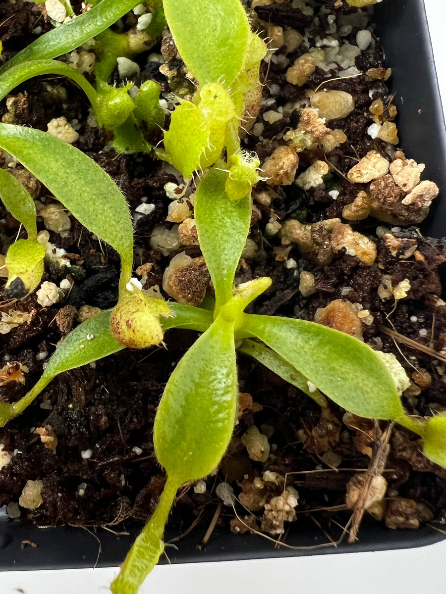 Nepenthes Lowii Trusmadi PTE-015 – Plants That Eat