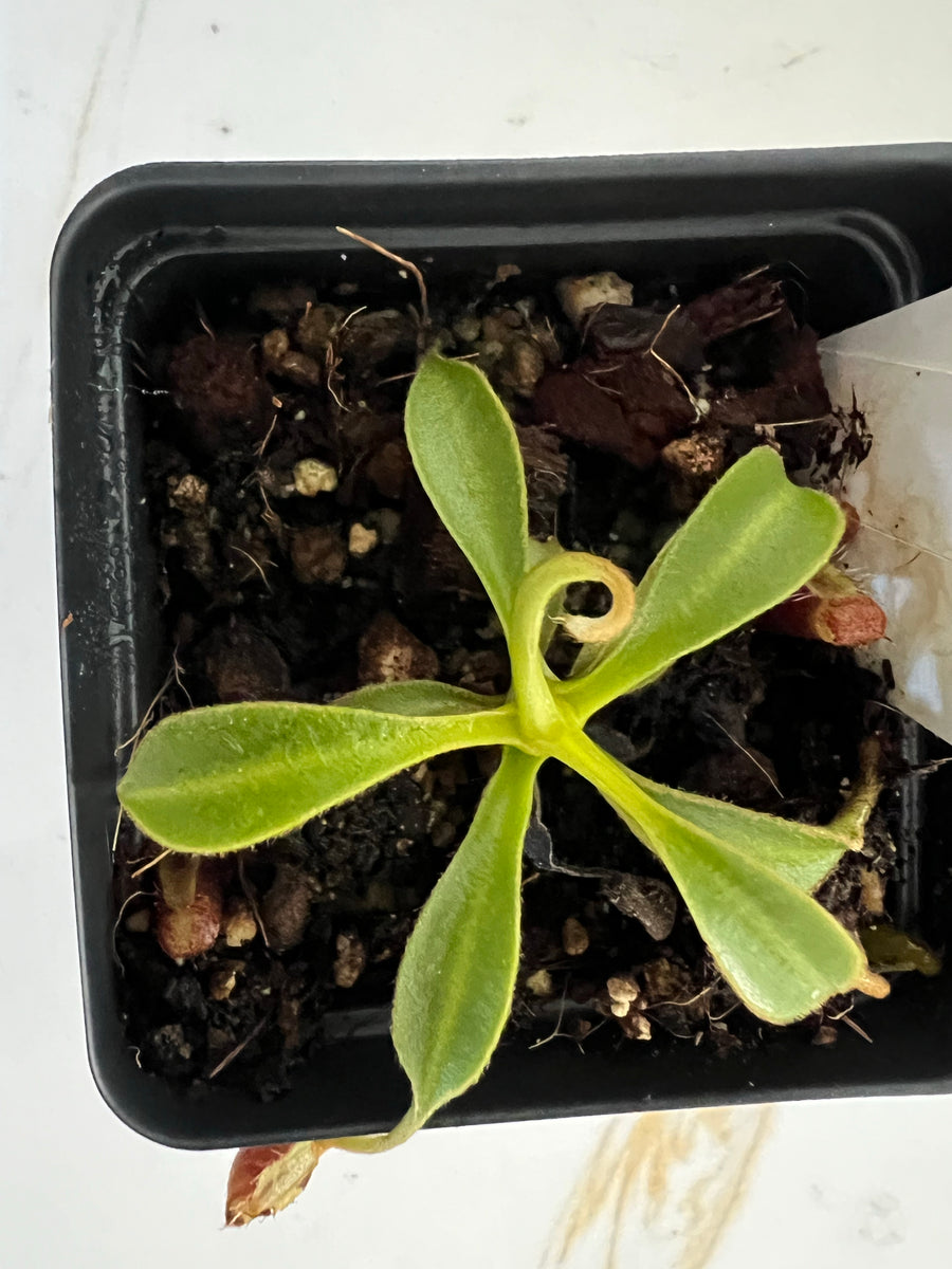 Nepenthes Lowii Trusmadi PTE-015 – Plants That Eat